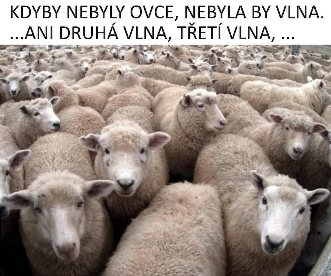 Kdyby nebyly ovce | Nejlepší české vtipy